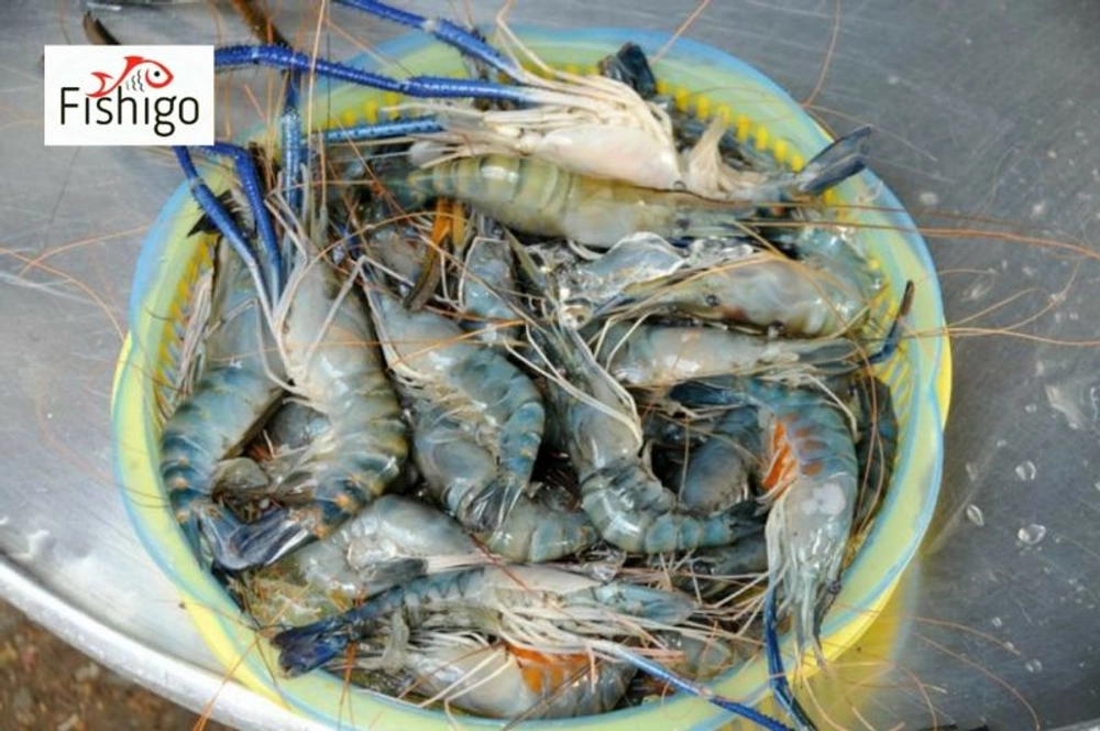 Buy Scampi /Jumbo Prawn /Golda Chingri ( 20 to 25 Pieces Per Kg ) Price ...