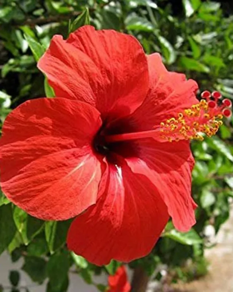 Buy Hibiscus Plants Online in Delhi | Red Gudhal Flower Plant