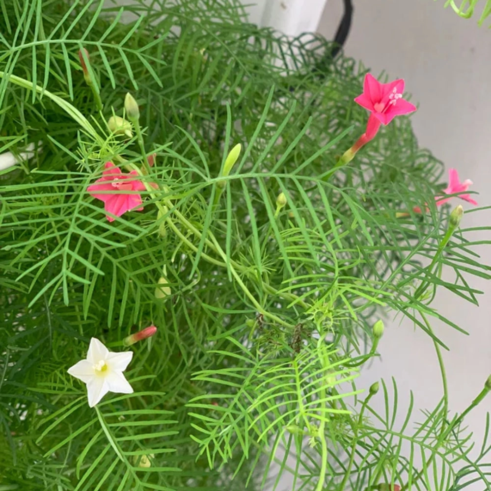 Mayil Manikkam Plant | Cypress Vine Plant in Chennai