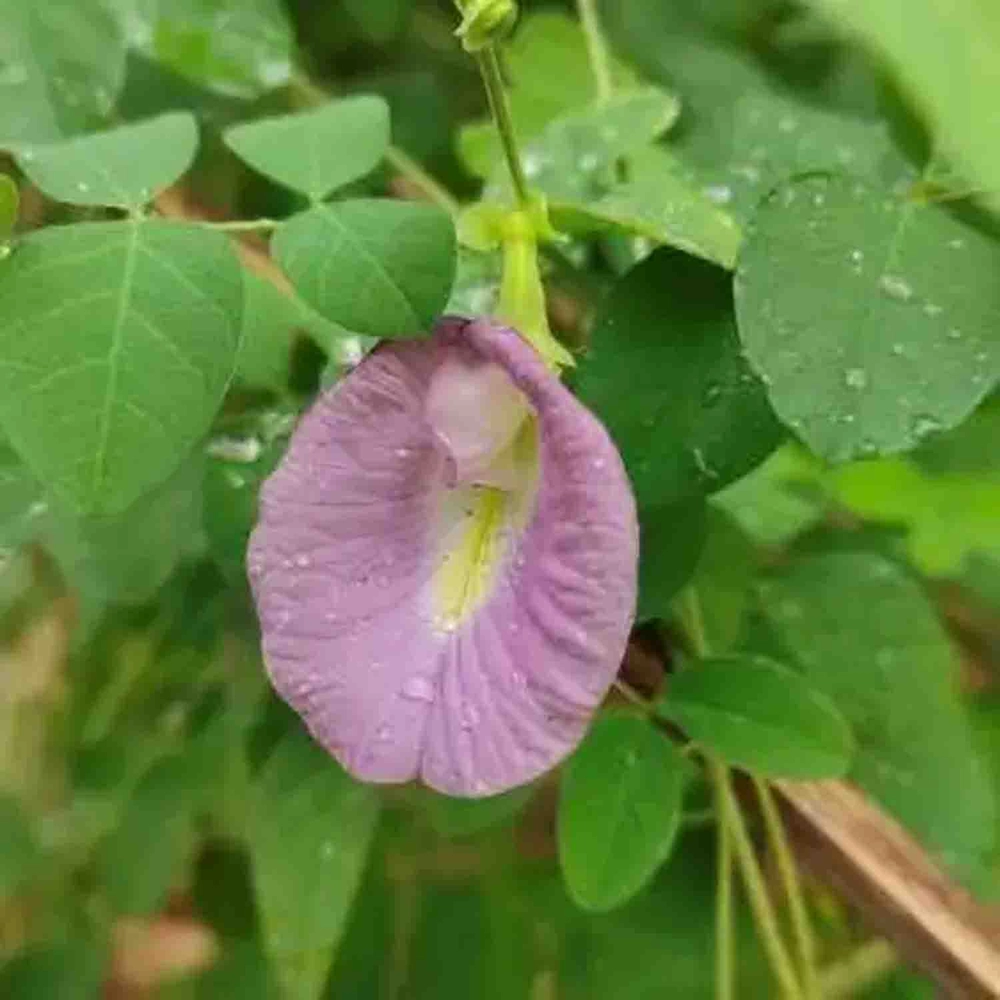MyOwnGarden Sangu Poo Plant/Pinky Purple - Flower Plants