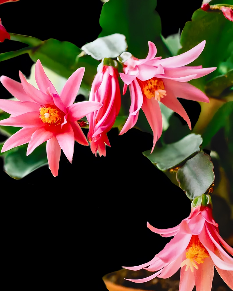 Variegated Christmas Cactus Online | Schlumbergera Truncata