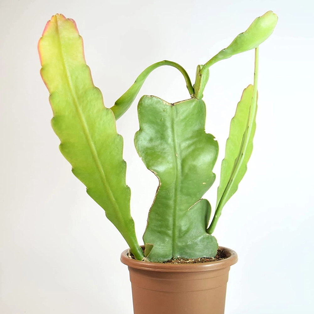 Brahma Kamal Plant (Bramma kamalam Plant) - MyOwnGarden Agri Products