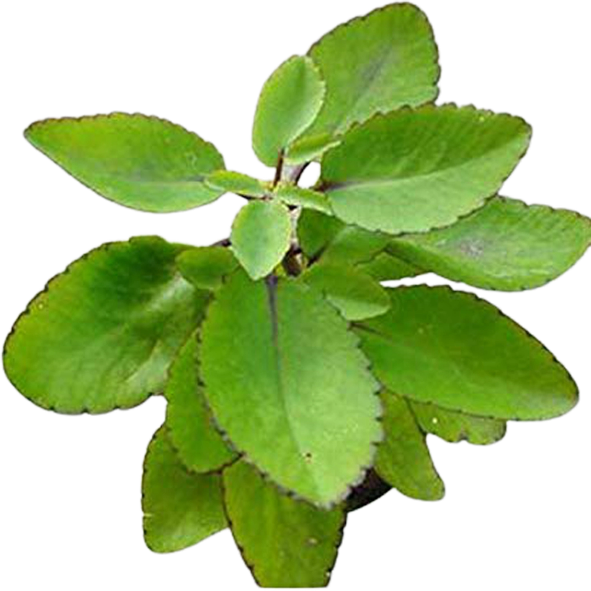 Buy Ranakalli Plant online from MyOwnGarden Agri Products