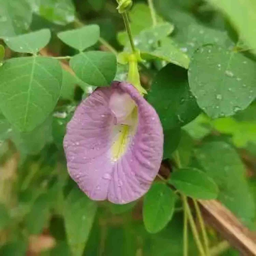 Best Garden Shop in Chennai | MyOwnGarden® | Best Nursery in Chennai
