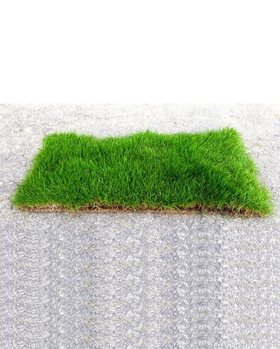 Mexican Grass 1.5x2.5 Feet - MyOwnGarden Agri Products