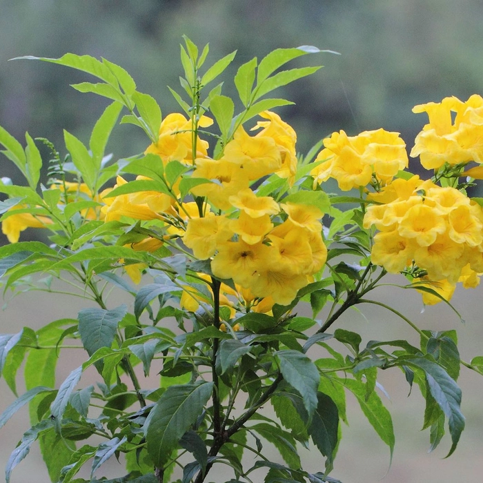 Thanga Arali Plant (Tecoma Plant - Yellow) - MyOwnGarden Agri Products