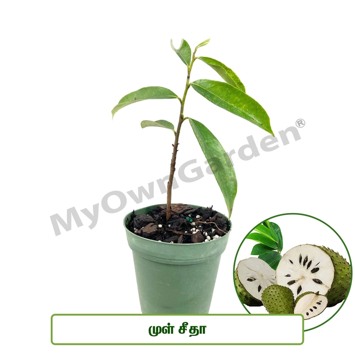 Buy Mul Seetha Plant Online - MyOwnGarden Plant Shop