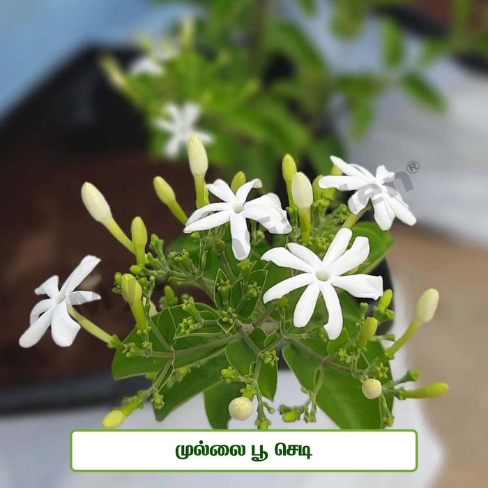 Plants Shop in Chennai | MyOwnGarden | Mullai Flower Plant for Your Garden