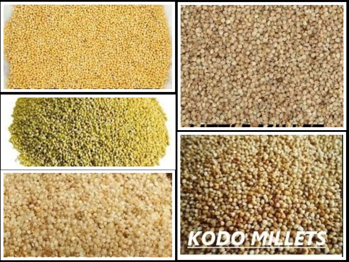 Buy Unpolished Millets Pune Natural Maharastra Siridhanya