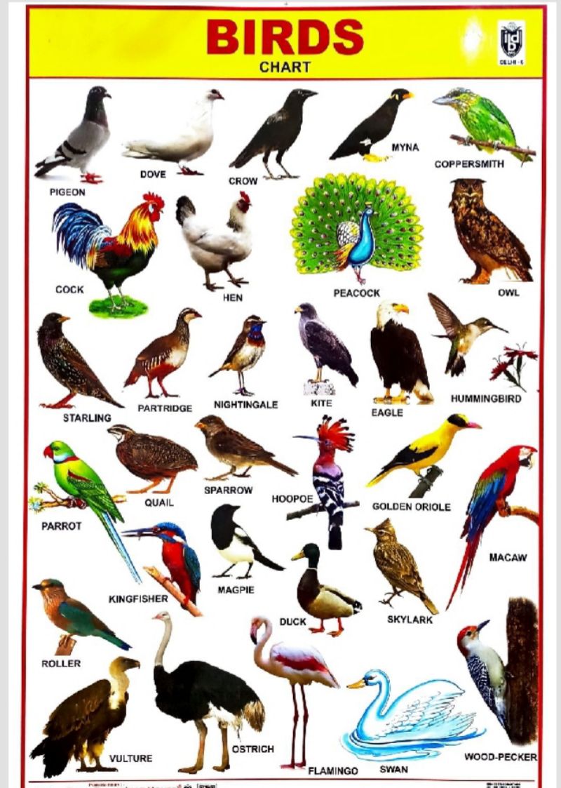 Birds Images With Names In Telugu Images - Infoupdate.org