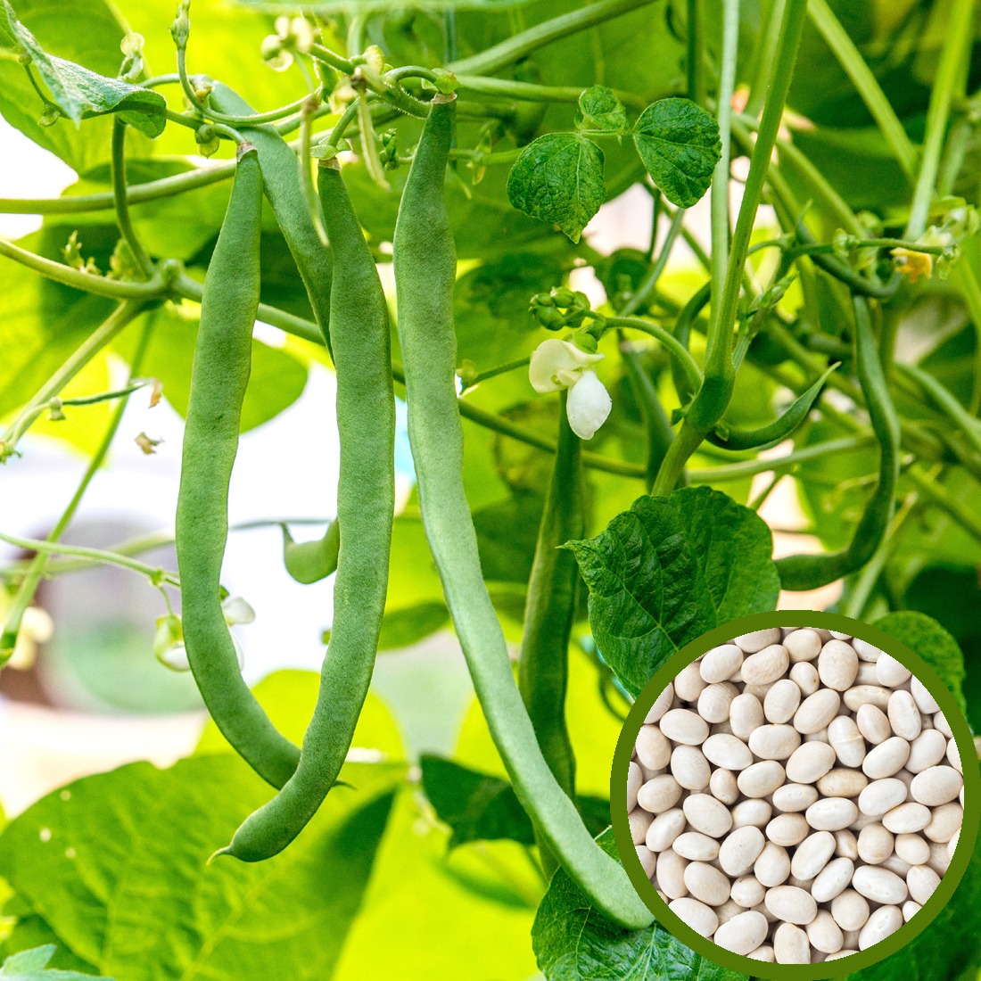 Beans ( பீன்ஸ் விதை ) - MyOwnGarden®