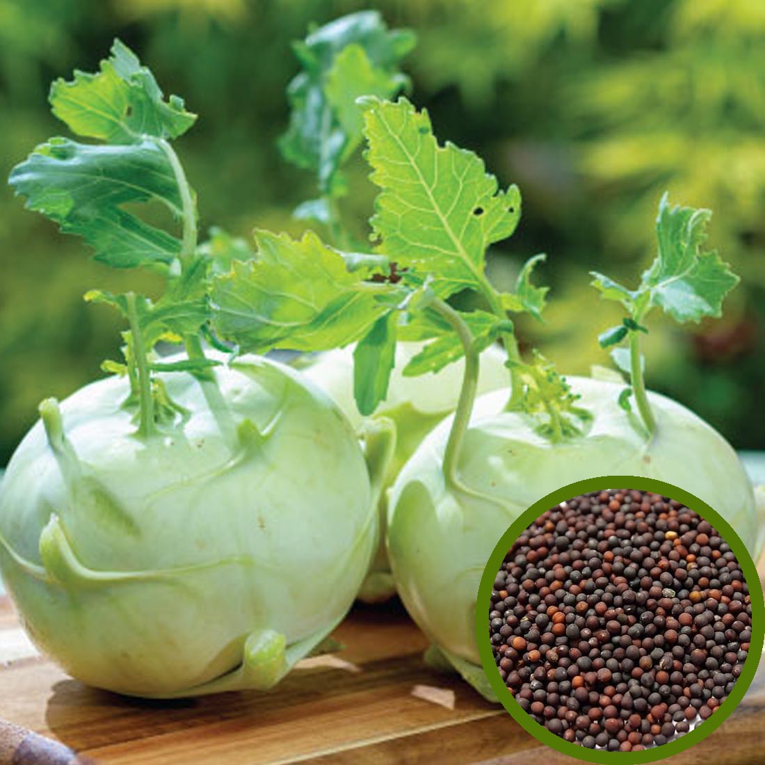 Noolkol Seeds ( நூல்கோல் விதை ) - MyOwnGarden®