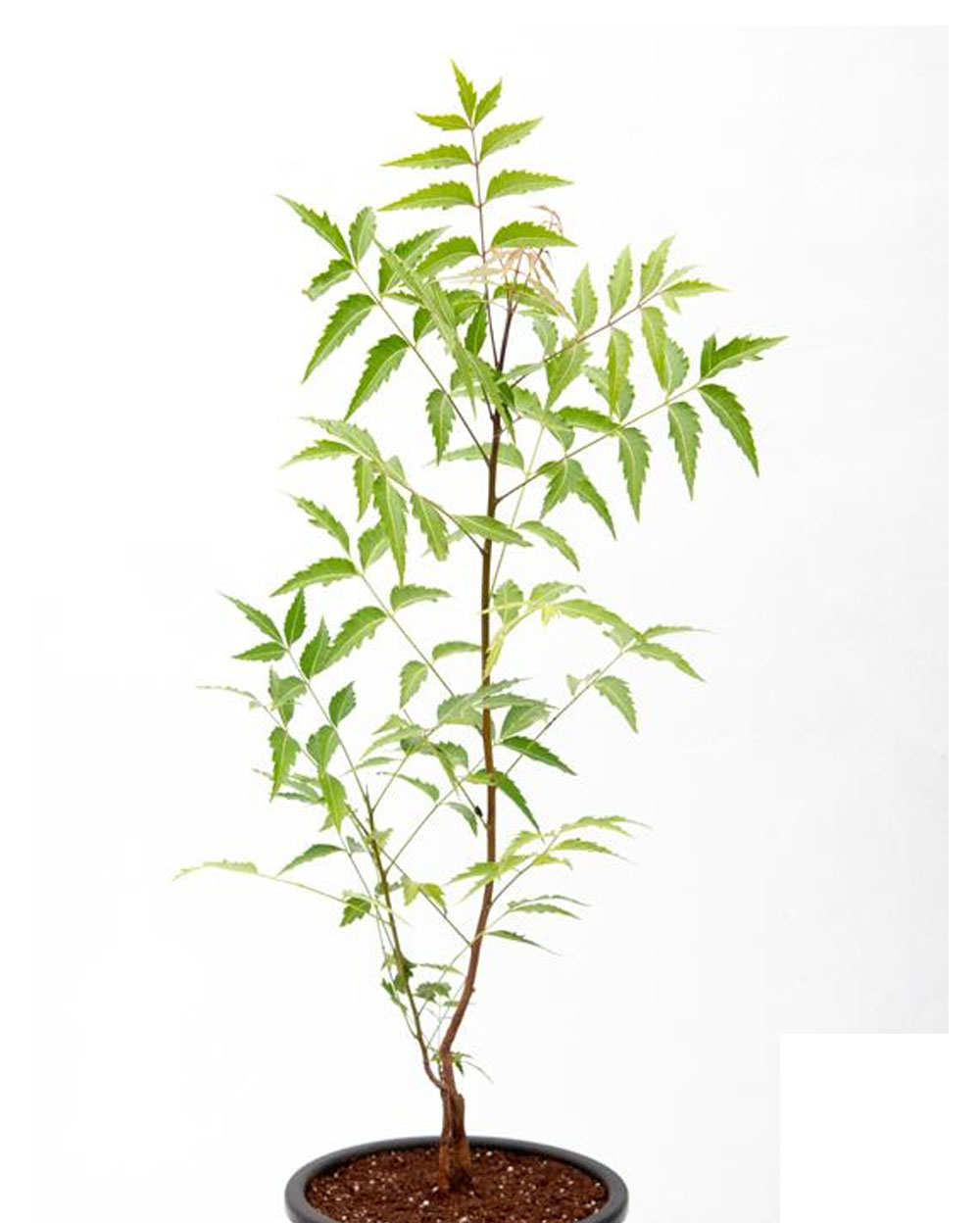 Buy Neem Tree Plant Online - Best Quality வேப்ப மரம்