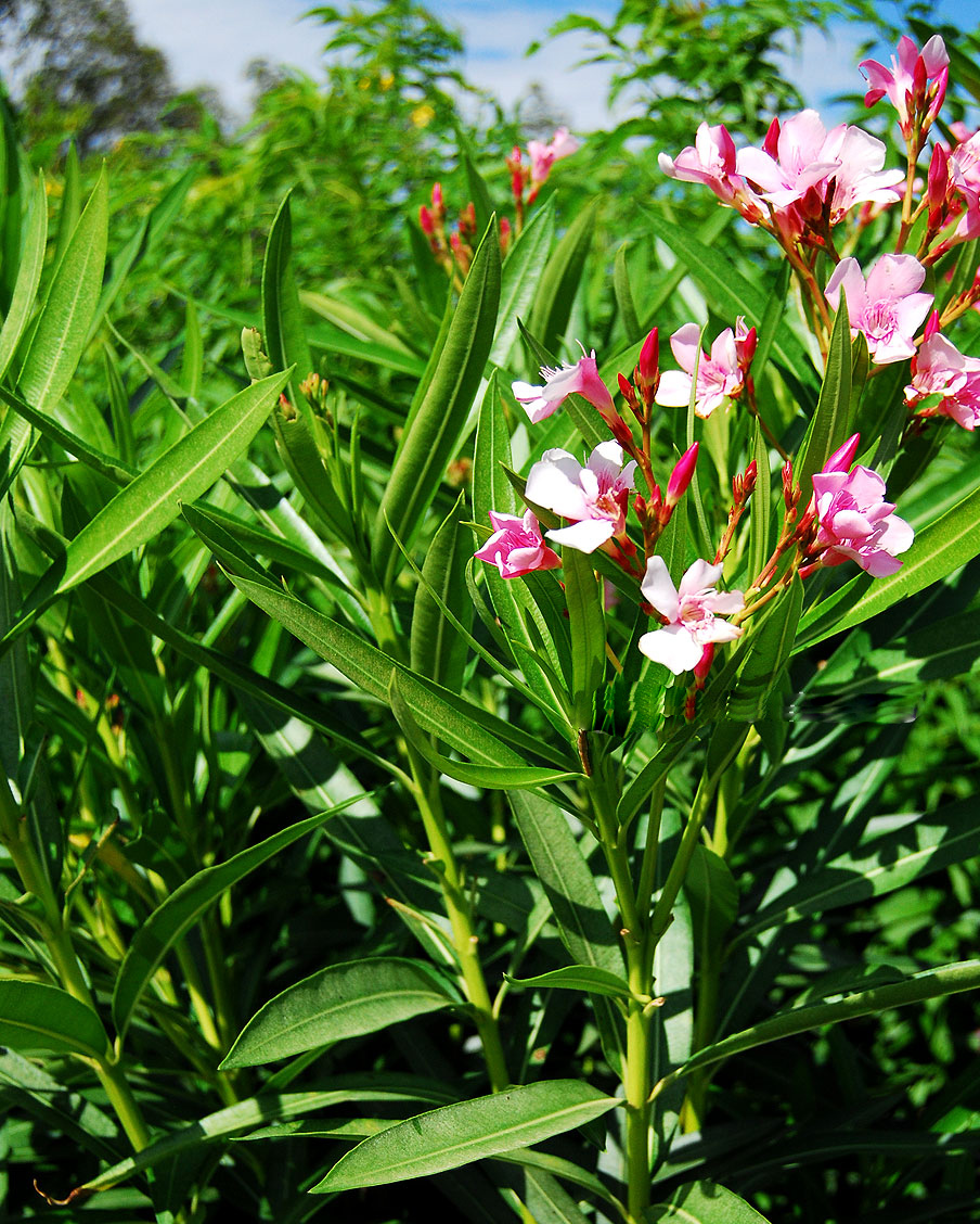 Arali Plant - Pink ( பிங்க் நிற அரளி பூ செடி ) - MyOwnGarden® Agri Products