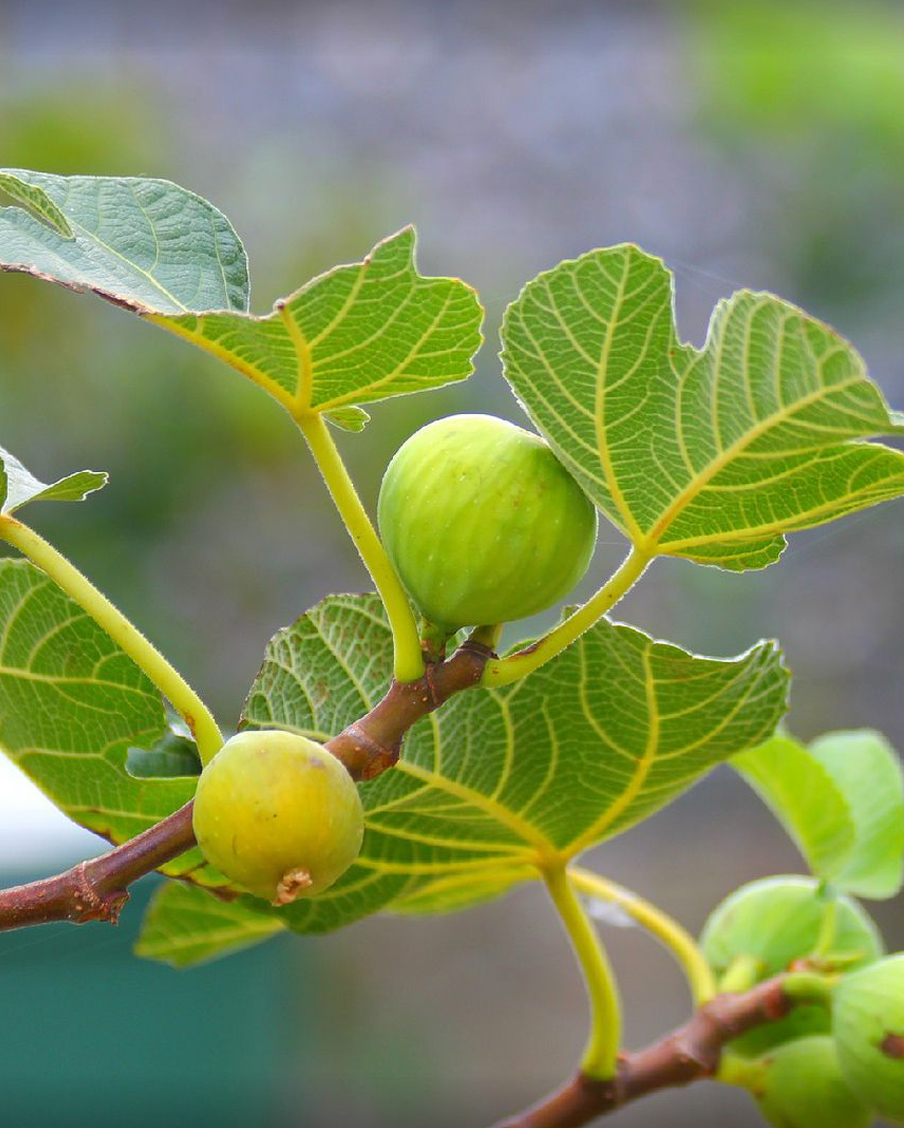 Fig Plant (Athi) ( அத்தி மரம் ) - MyOwnGarden®