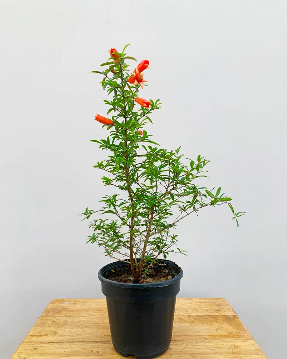 Pomegranate Plant - Mathulai ( மாதுளை பழச்செடி ) - MyOwnGarden®