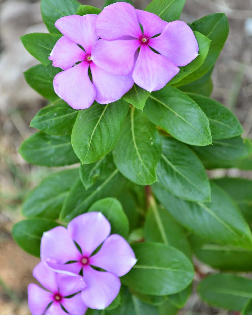 Nithya Kalyani Plant - Pink ( பிங்க் நித்ய கல்யாணி செடி ) - MyOwnGarden®