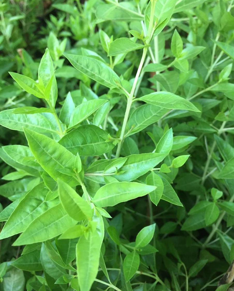 Maruthani Plant ( மருதாணி செடி ) - MyOwnGarden®