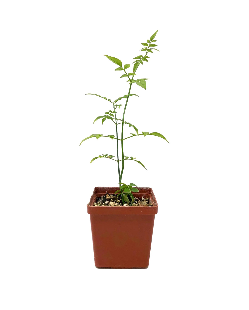 Buy Nithya Malli Plant Online - Best Quality & Price