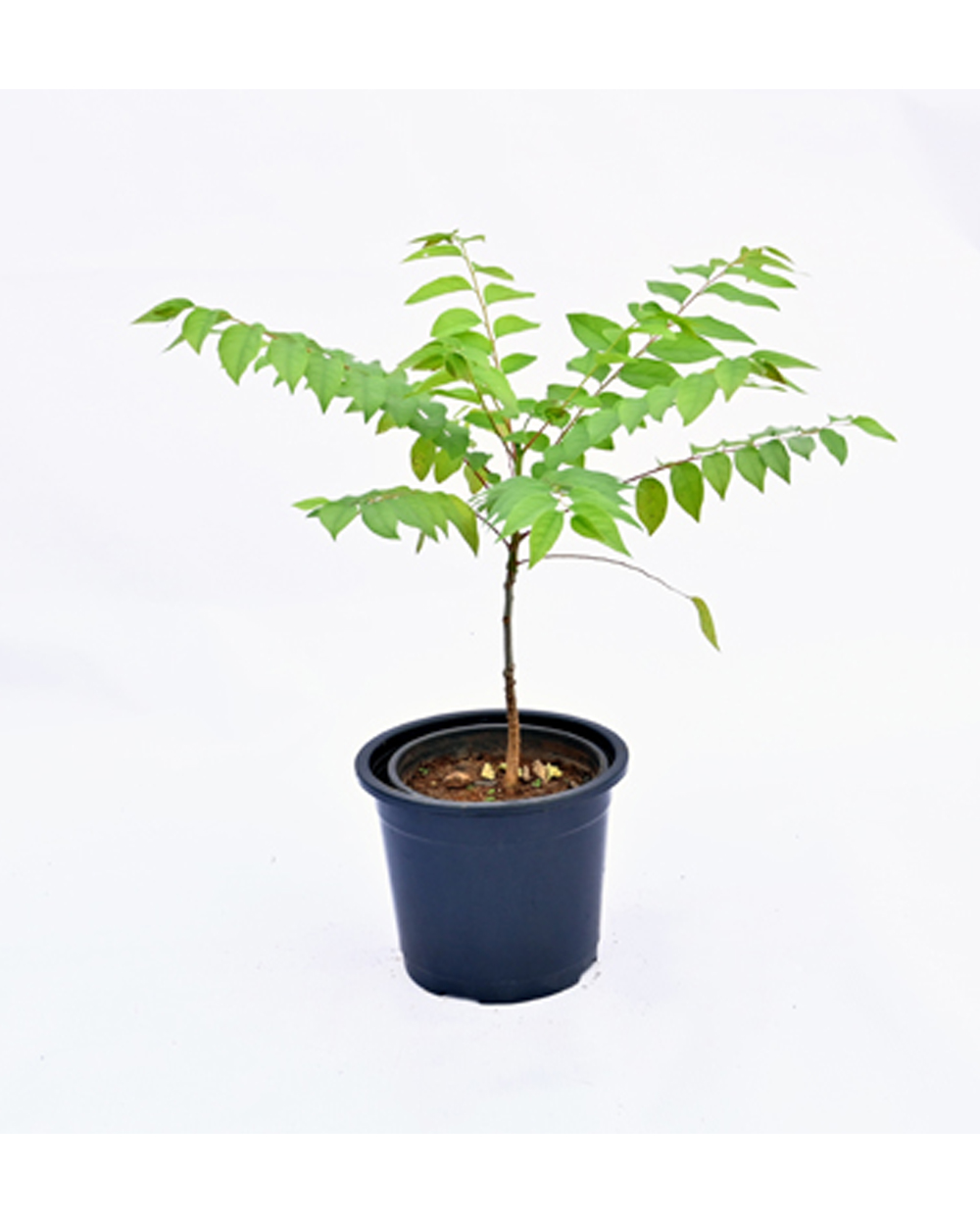 Buy Ara Nellikai Plant (Amla Plant) Online | Best Quality