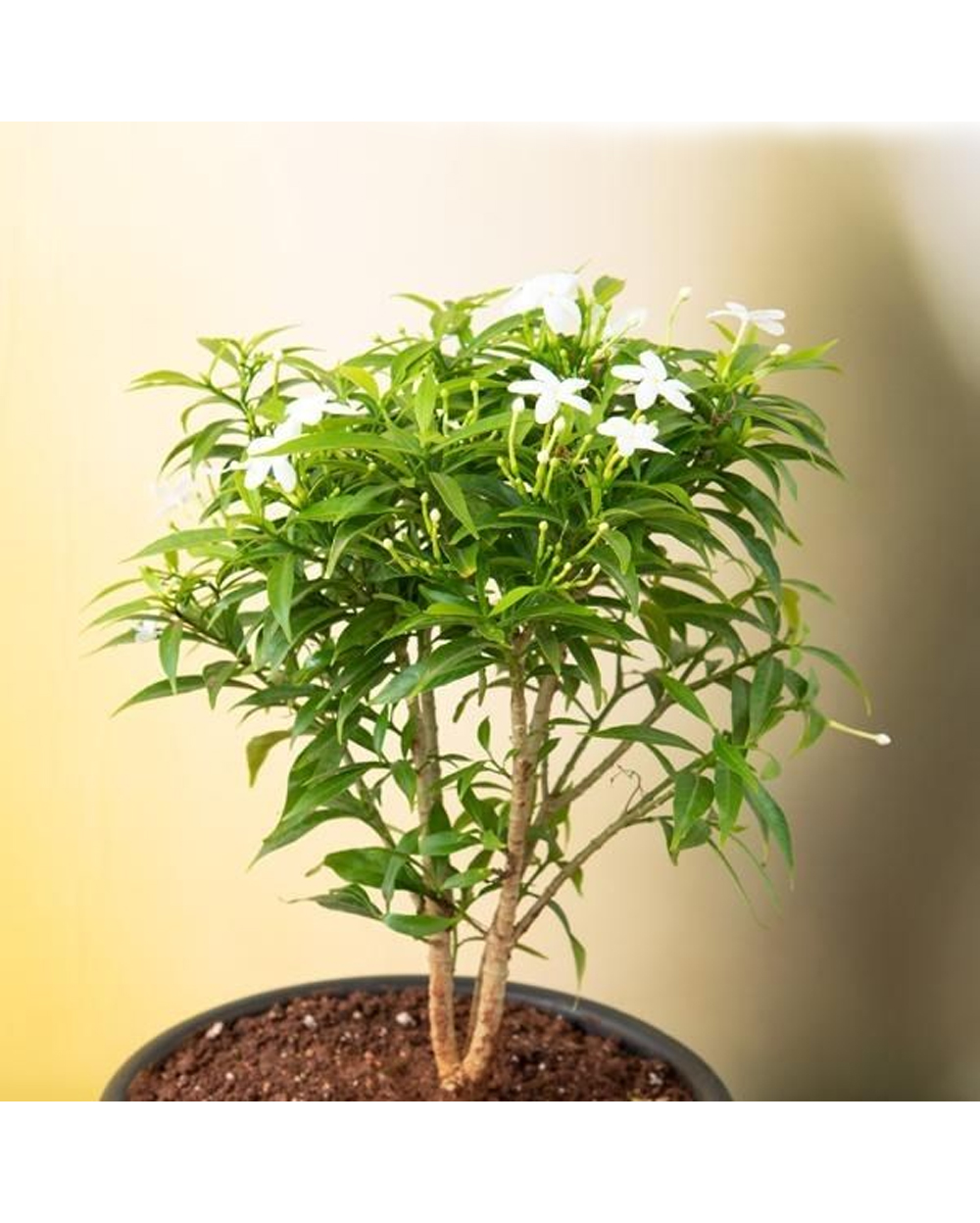 Mini Nanthiyavattai Plant - Authentic நந்தியாவட்டை குட்டை வகை செடி