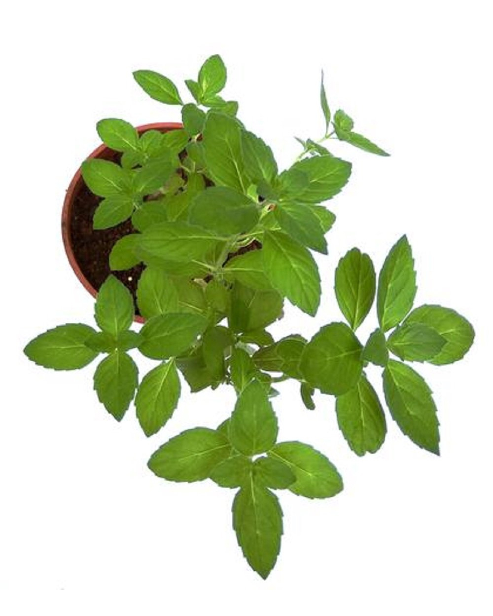 Pepper Mint Tulsi Plant - Holy Basil ( புதினா துளசி or விக்ஸ் துளசி ...