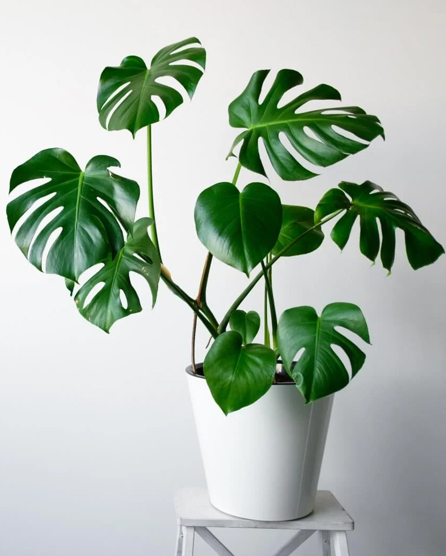 Monstera Plant 2.5 Feet - MyOwnGarden® Agri Products