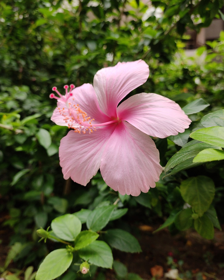 Hibiscus Plant - Pink (Sembaruthi Chedi) ( செம்பருத்தி செடி பிங்க் ...
