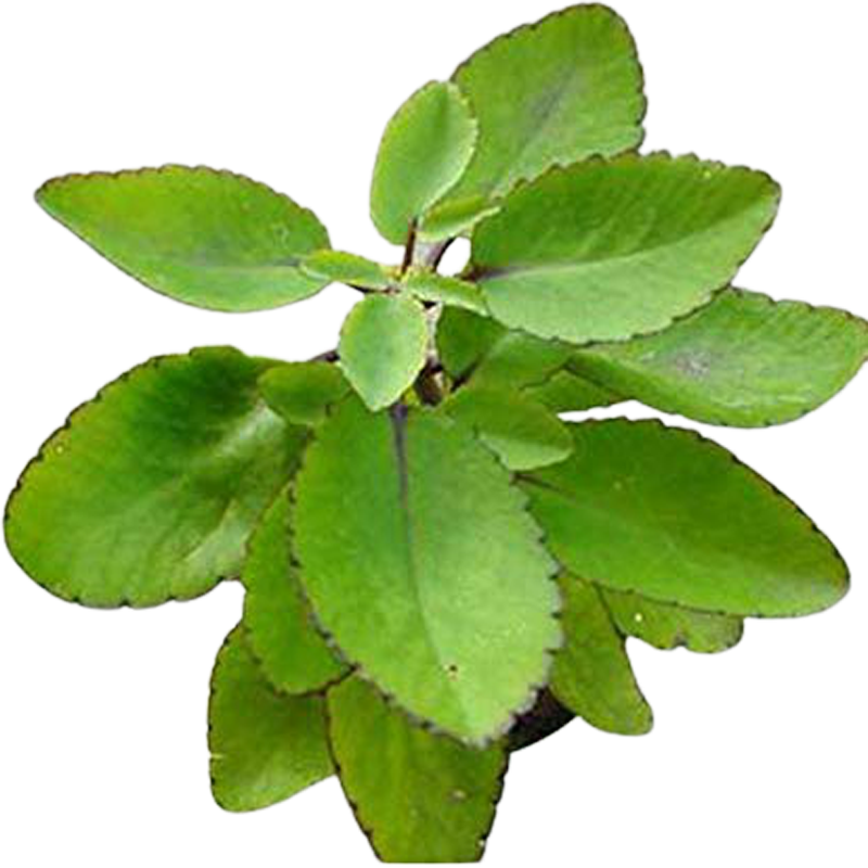 Buy Ranakalli Plant Online | Best Prices & Quality