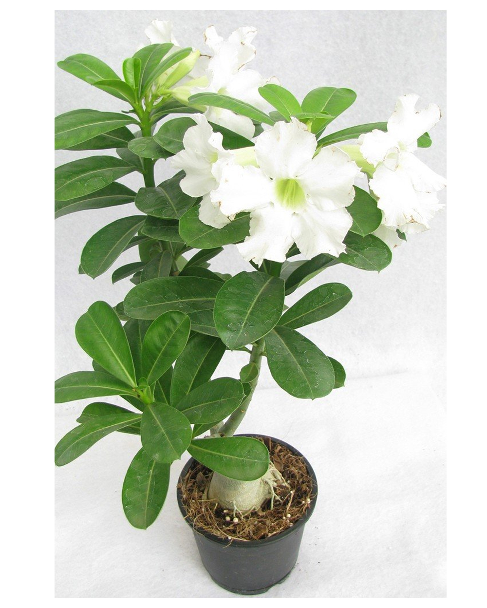 Adenium Plant - White - MyOwnGarden® Agri Products