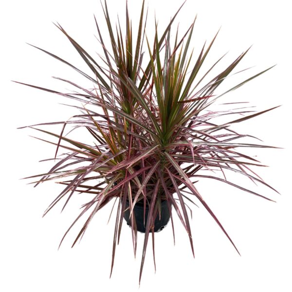 Red Dracaena Colorama Online in Delhi with Home Delivery