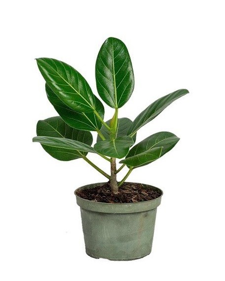 Banyan Plant | Vad Plant | बरगद/वट का पौधा - Buy Banyan Plant Online in ...