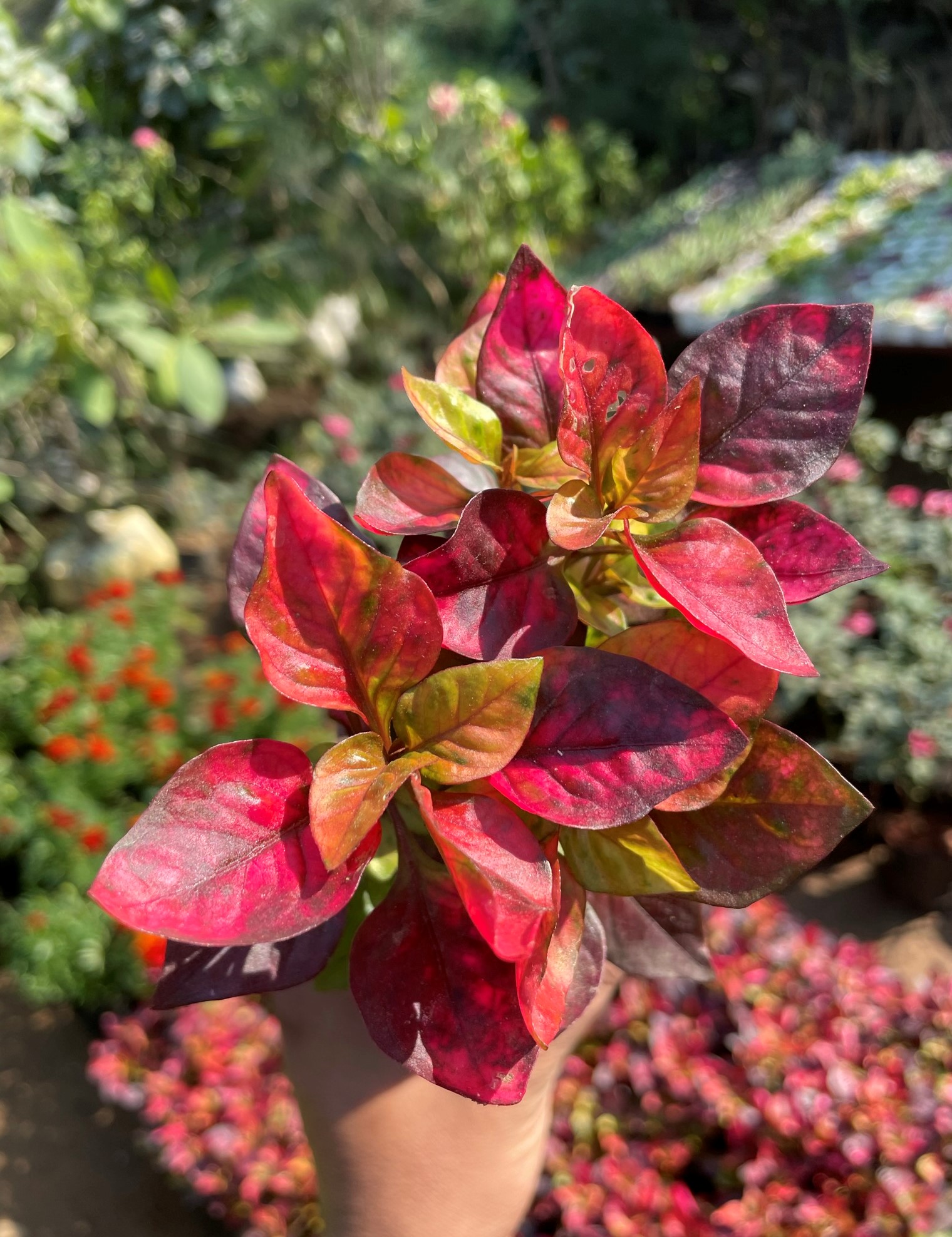 Alternanthera Red Plant Online with Home Delivery in Delhi