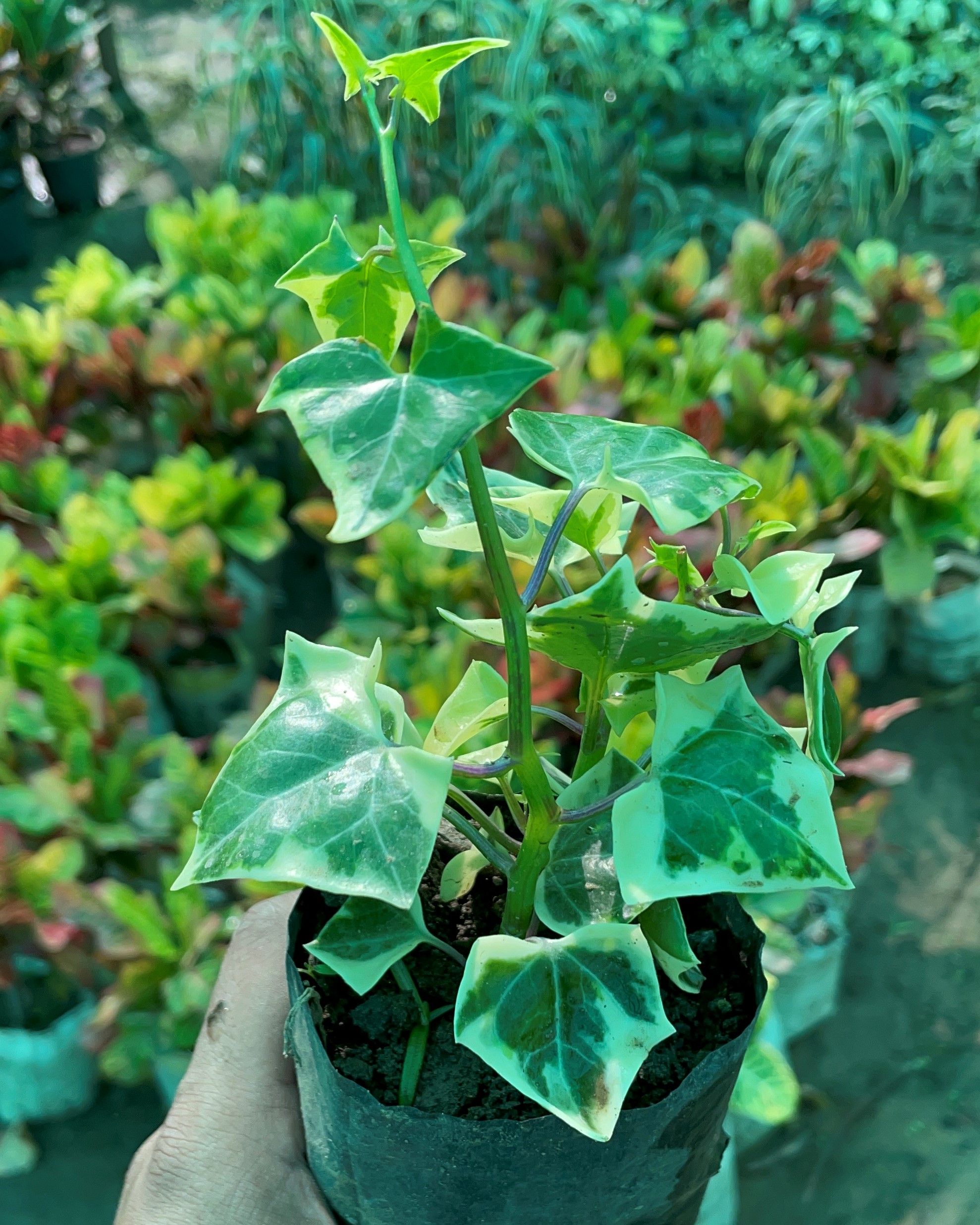 English Ivy Flower