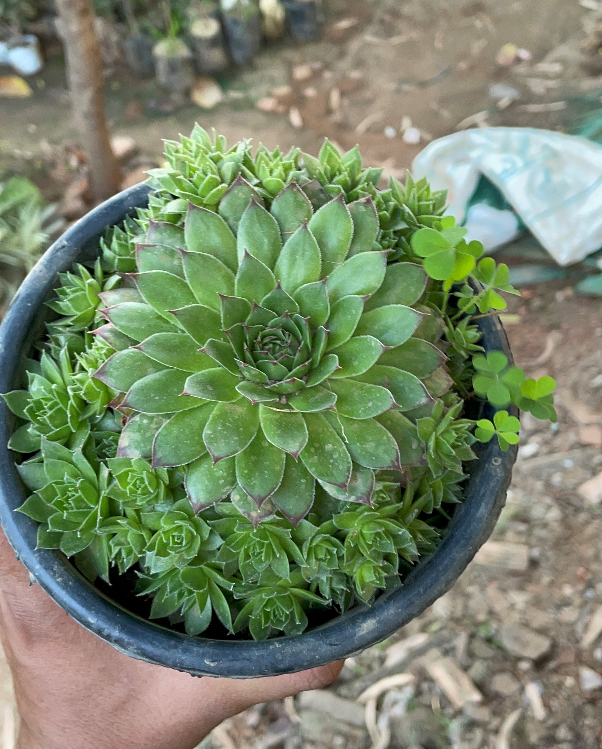 Laxmi Kamal (Sempervivum Tectorum) Succulents Plant Online