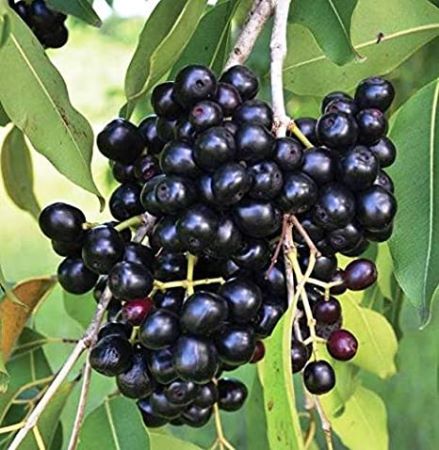 Buy Jamun Plant Online | Jamun Plant