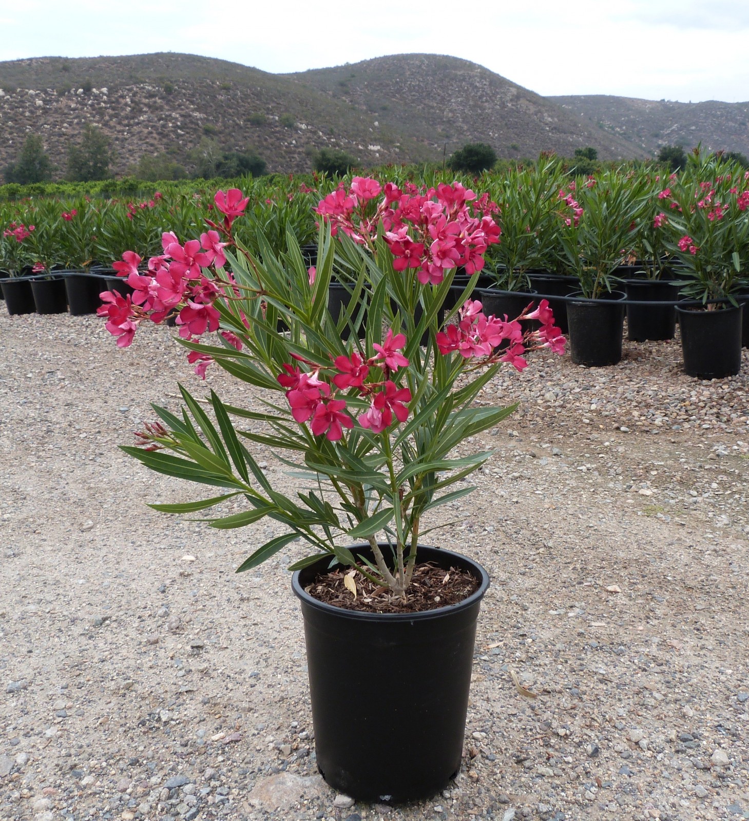 Buy Nerium Oleander Plant Online | Nerium Oleander Plant