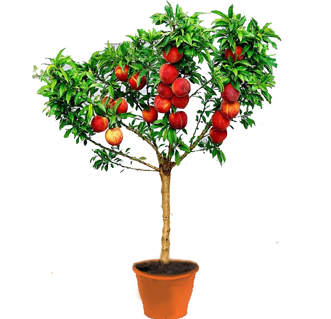 Buy Peach (Aadoo) Plant Online | Peach (Aadoo) Plant