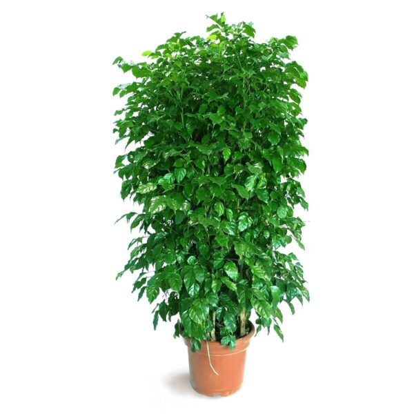 Buy Radermachera Plants Online in Delhi at Best Price
