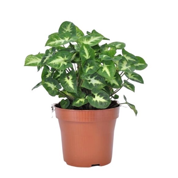 Syngonium (Arrowhead) Plant Online in Delhi with Home Delivery