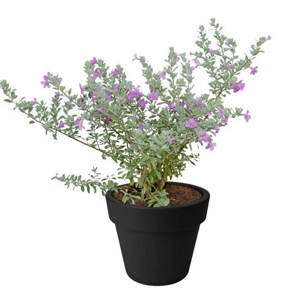 Buy Texas Sage Dwarf Plant Online in Delhi - Shop Texas Sage Dwarf ...