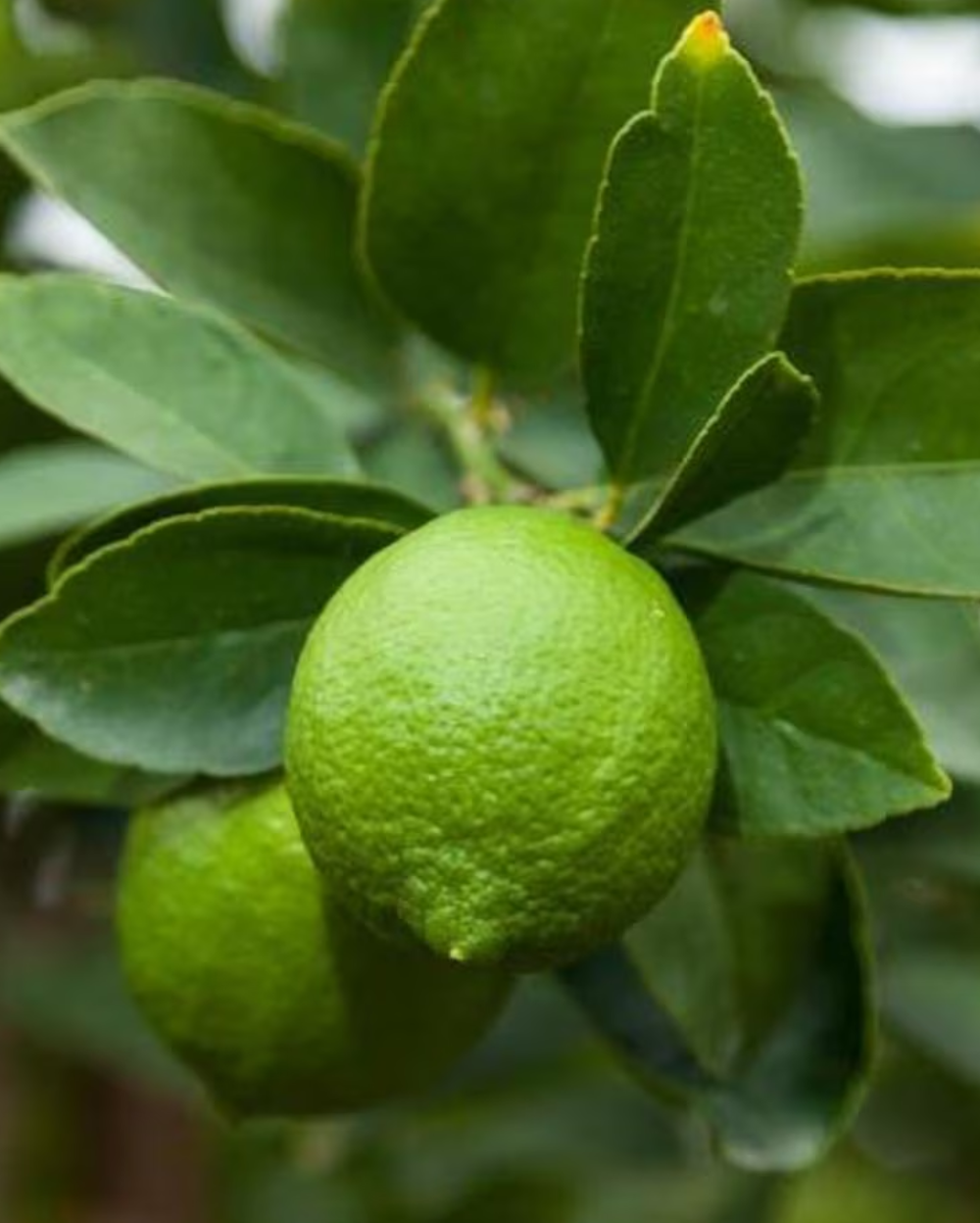 Nimbu Seeds (Lemon, Lime) Online at Best Price with Home Delivery