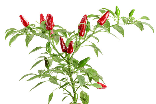 Buy Mirchi (Chilli) Plant Online - Fresh & Healthy