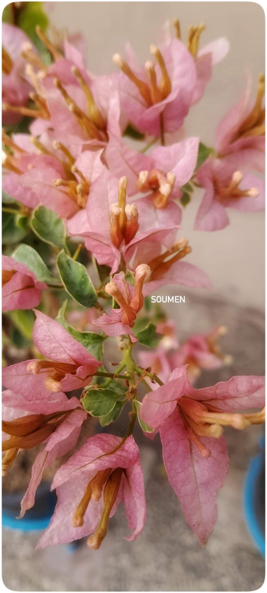 Sakura belacan(GRAFTED) - Go Green