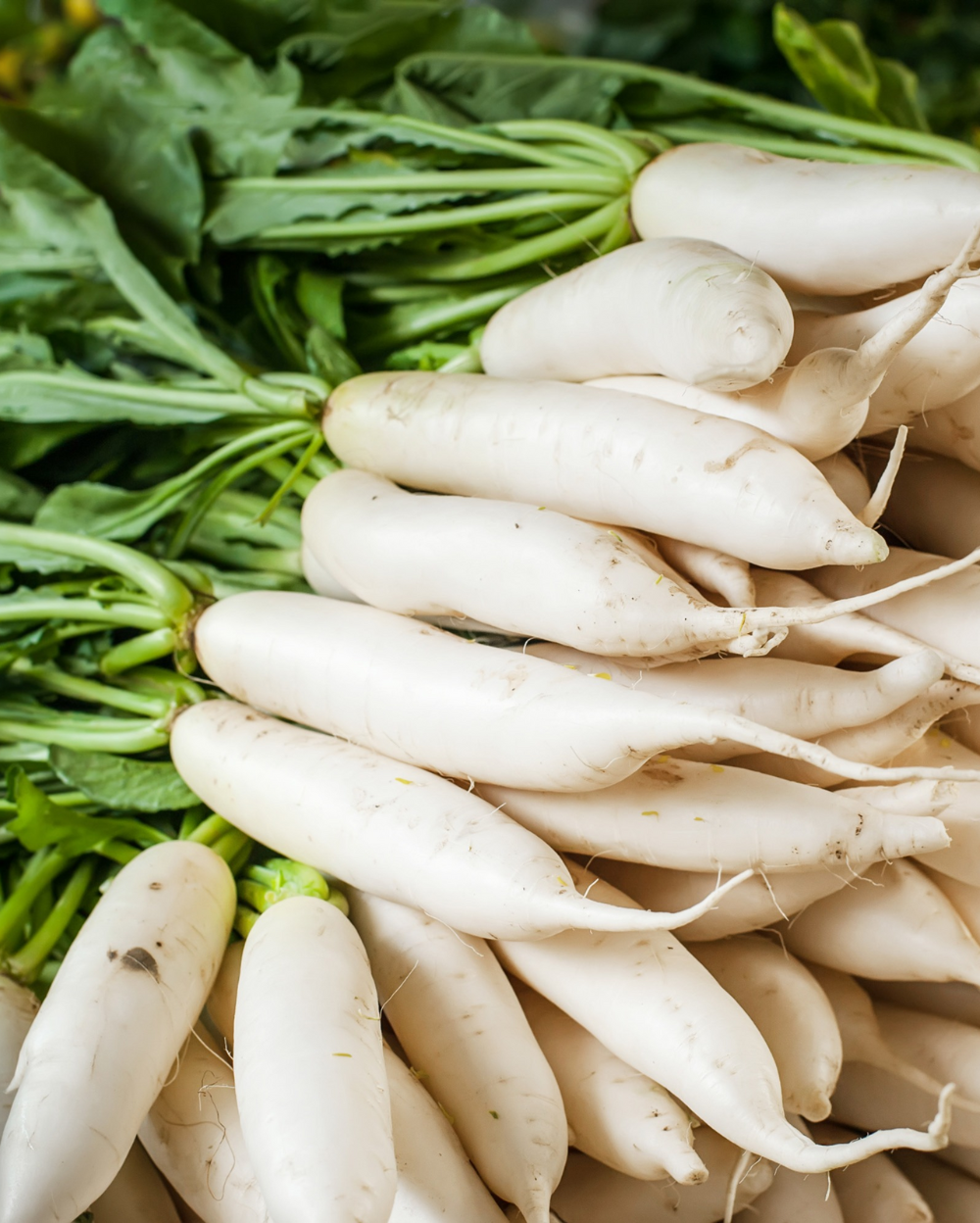 Mooli Seeds (Radish) Online at Best Price with Home Delivery