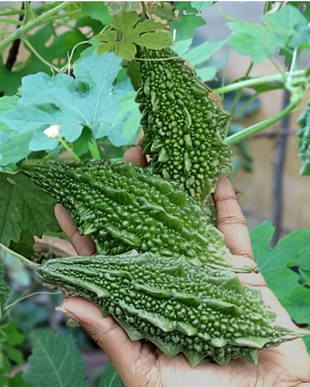 Karela Seeds (Bitter Gourd) Online at Best Price with Home Delivery