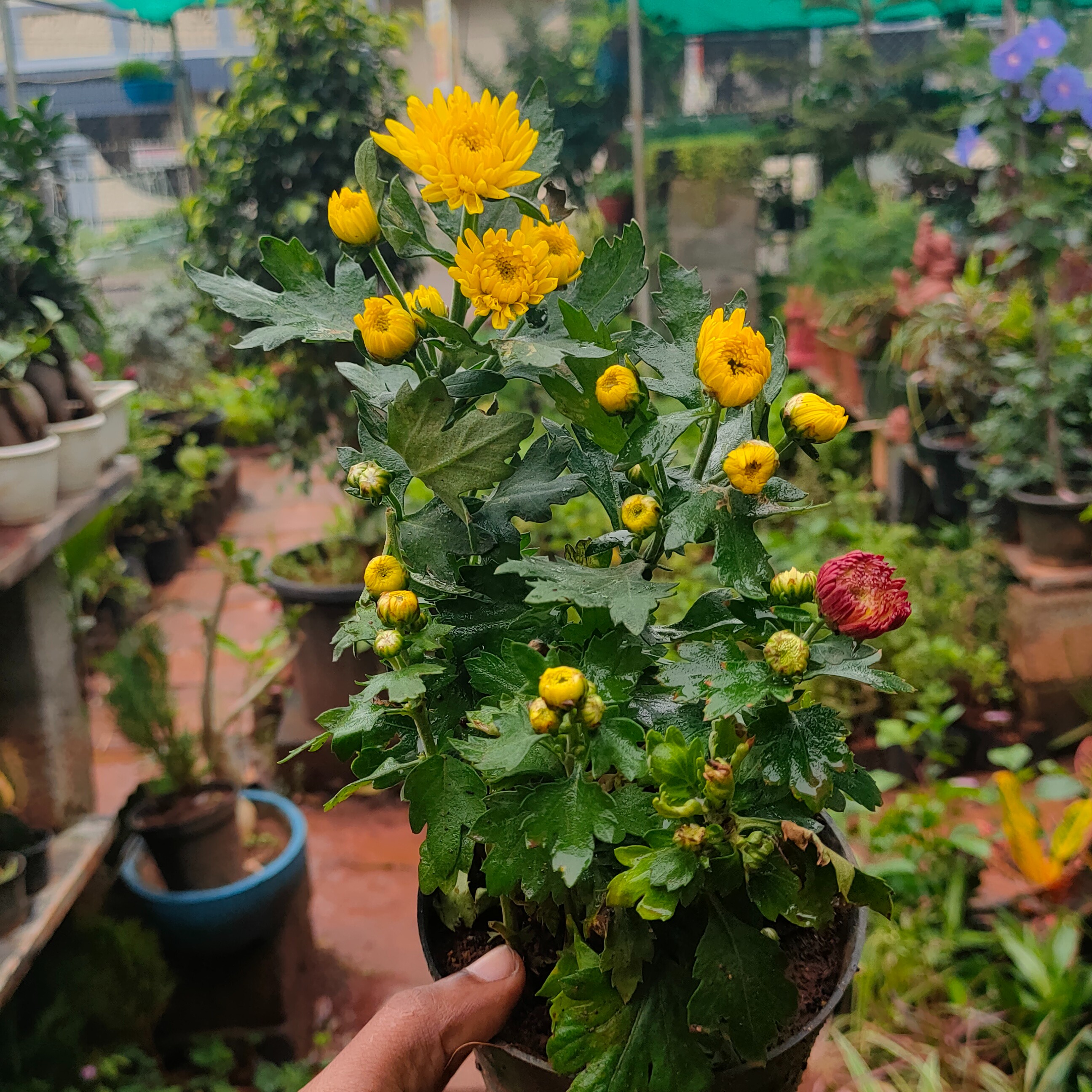Samanthi Plant - Yellow: Add Vibrancy to Your Garden