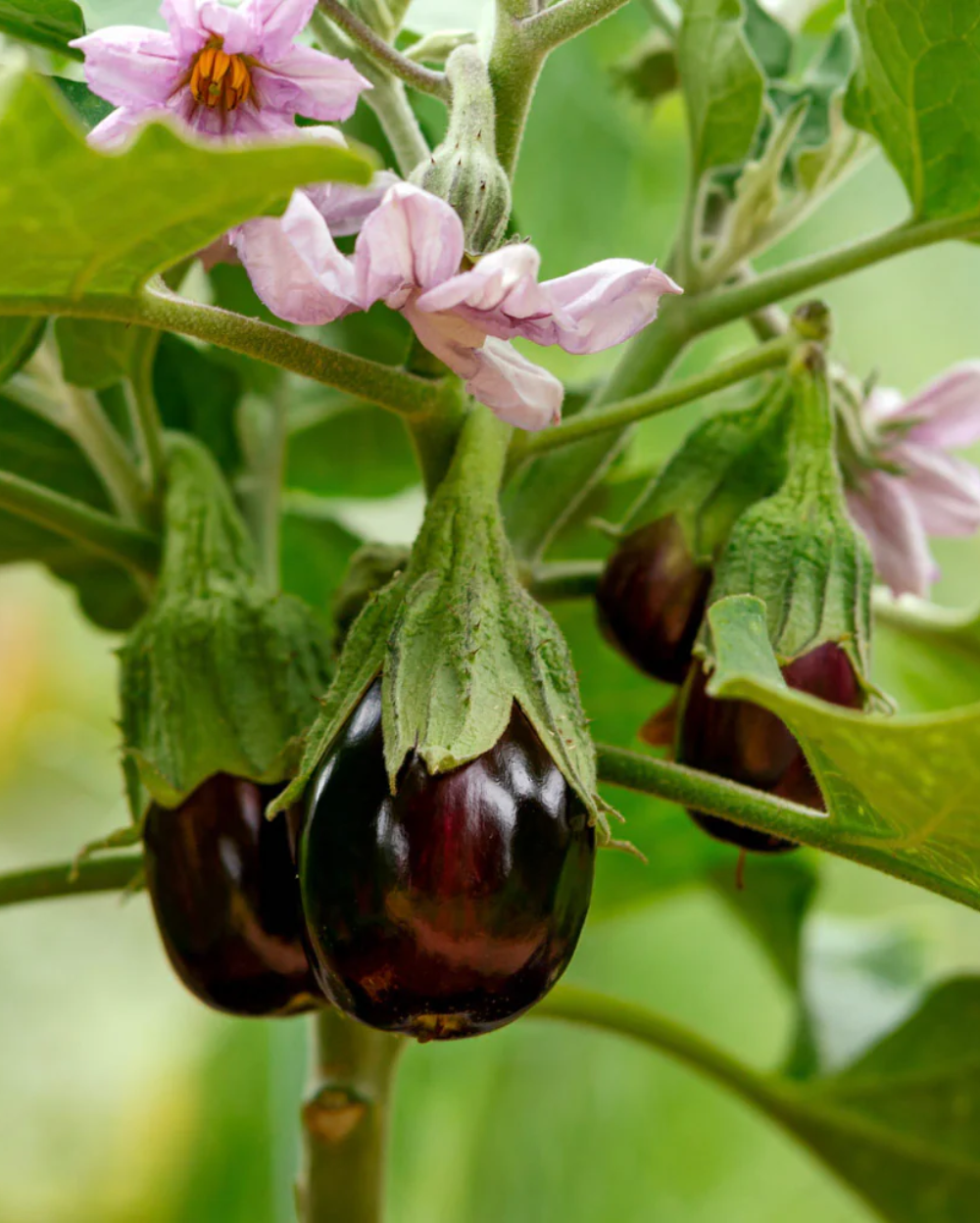 Small Brinjals Seeds (Eggplants, Aubergines) Seeds Online at Best Price with Home Delivery
