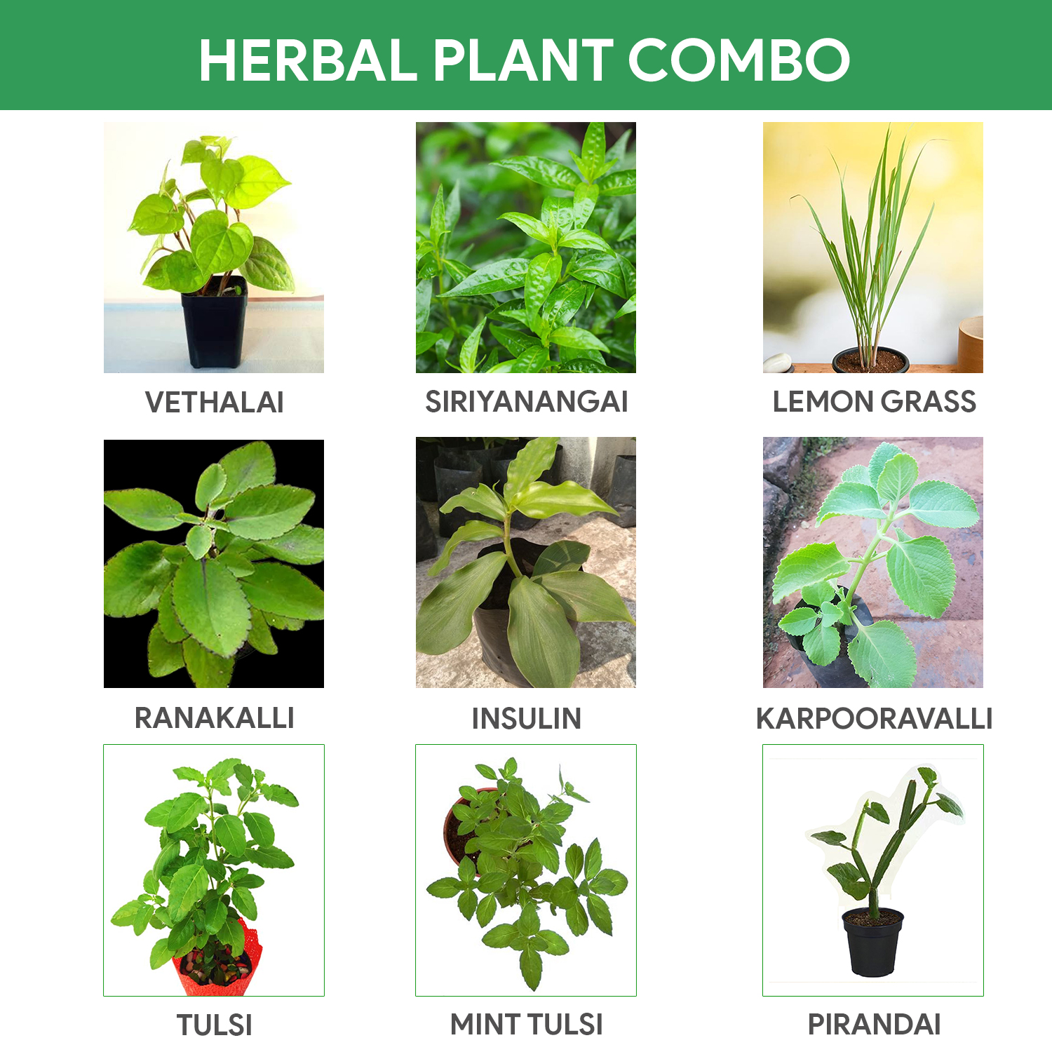 Herbal Plant Combo - 9 Plants - MyOwnGarden® Agri Products