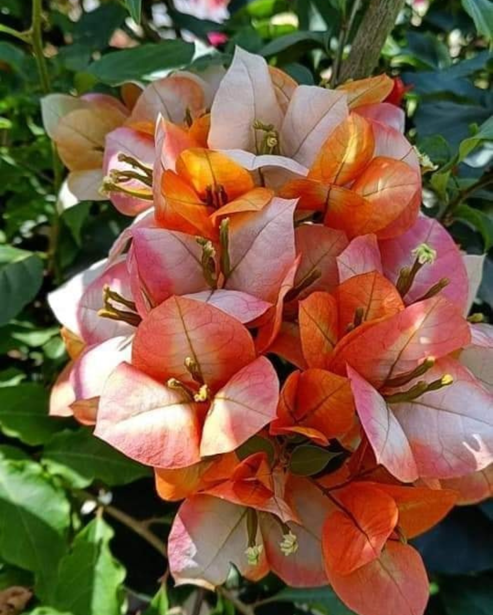 Golden Sunshine - Go Green